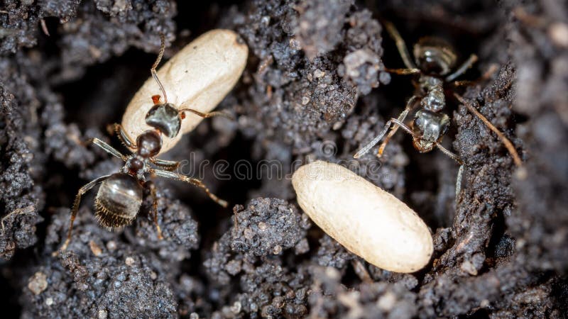 Eggs of an Insect on a Leaf of a Tree Stock Photo - Image of tree ...
