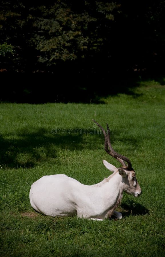 White antelope stock photo. Image of vertical, horned - 34426992