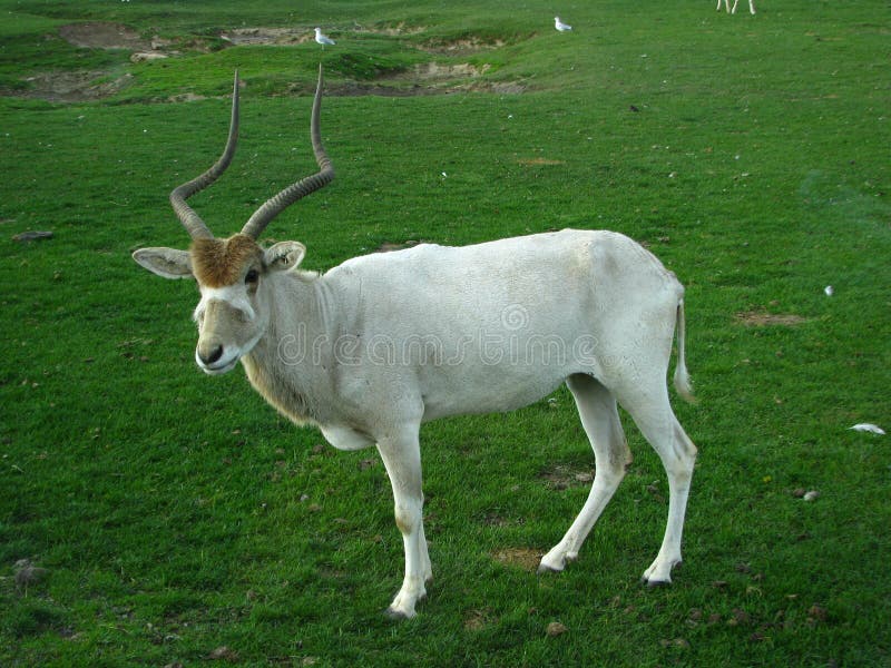 White Antelope Standing in Savanna. Stock Photo - Image of standing ...
