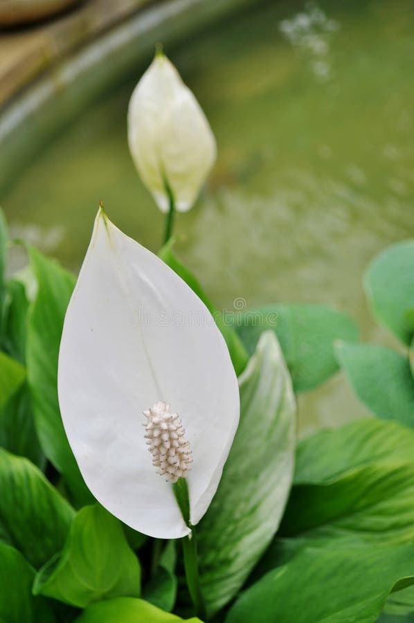 White Anthurium stock photo. Image of nature, plant, flora - 23522564