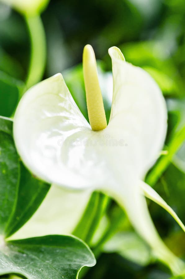 White Anthurium flowers. stock photo. Image of blossum - 91429068
