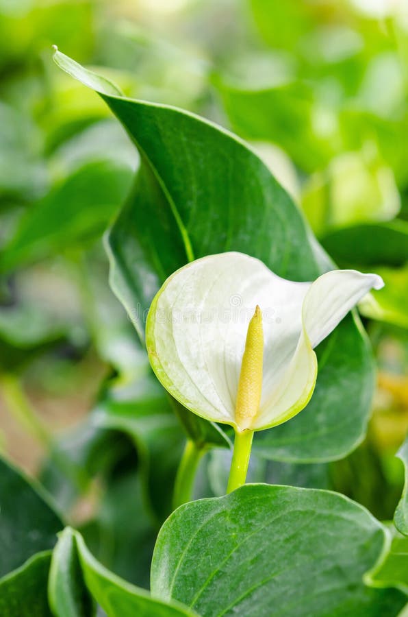 White Anthurium flowers. stock image. Image of tropical - 91429087