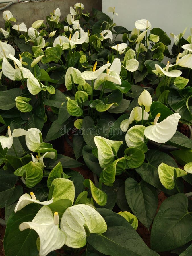 White Anthurium stock photo. Image of nature, plant, flora - 23522564