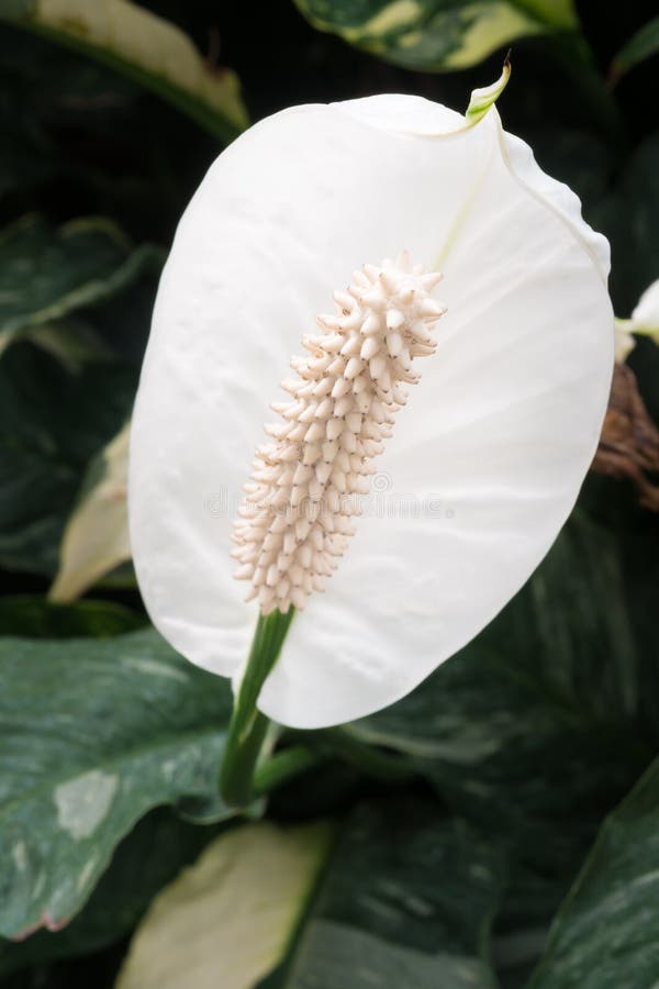 White Anthurium stock photo. Image of beauty, flower - 41936562