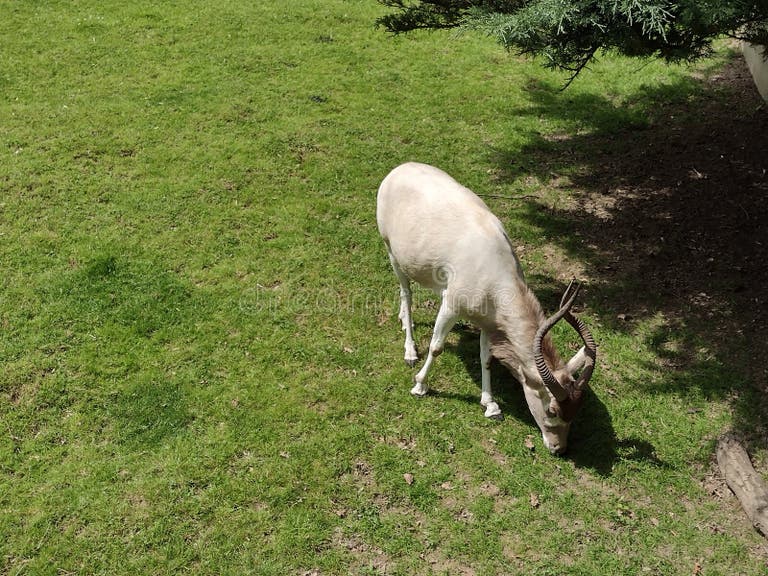 White antilope in grass stock photo. Image of grassland - 229193274