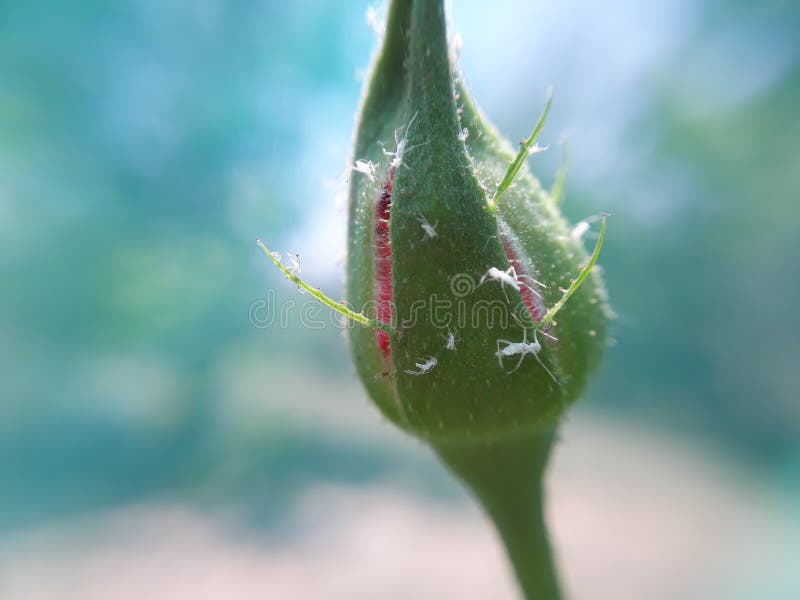 White ants shells stock image. Image of shells, garden - 117675305