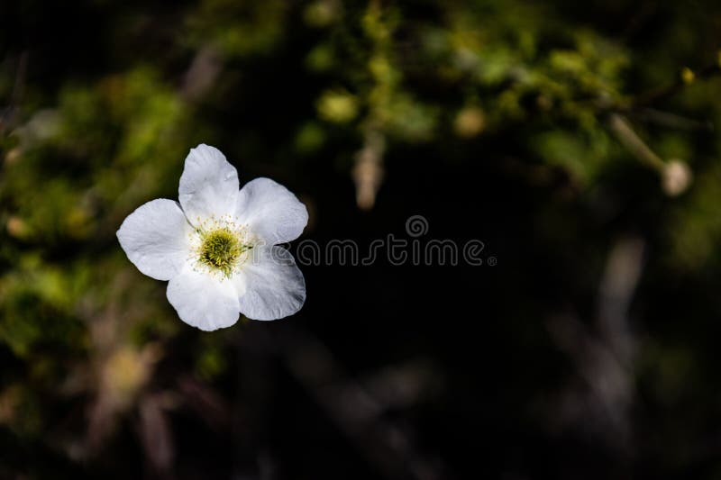 White Apache Plume Blossom Nestled Amongst a Blurred Dense Green ...