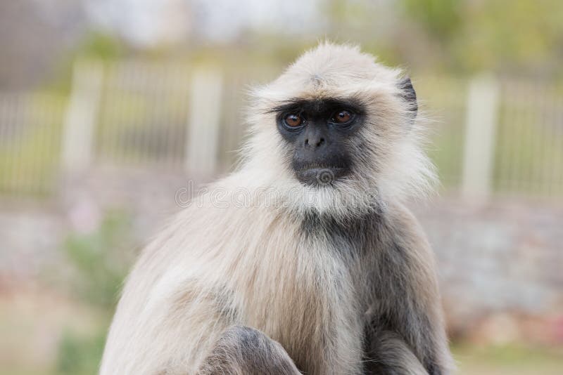 White ape looking up stock image. Image of asia, handsome - 53389945