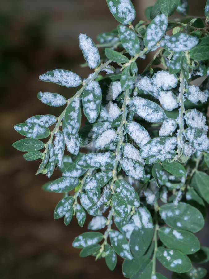 White aphids on the tree stock photo. Image of aphid - 281327144