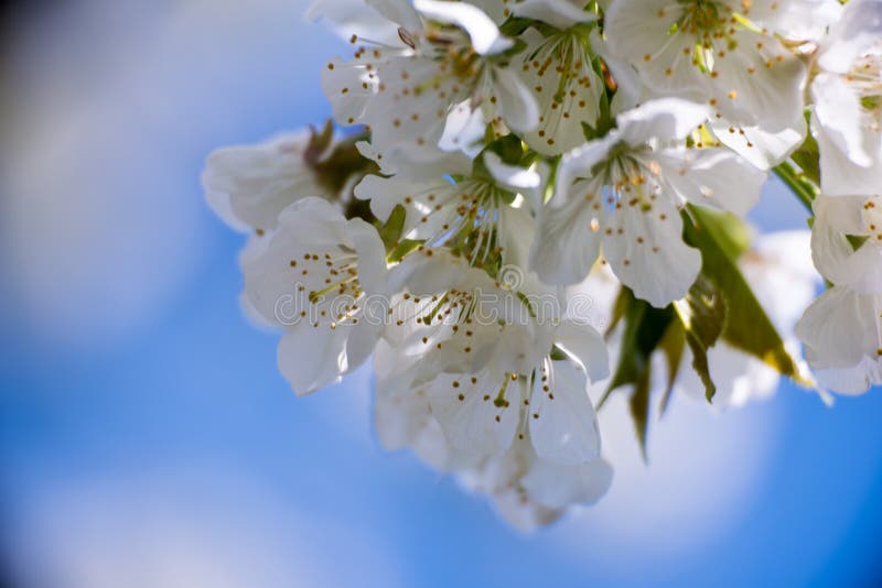 Apple bloom and blue sky stock image. Image of flower - 271676249
