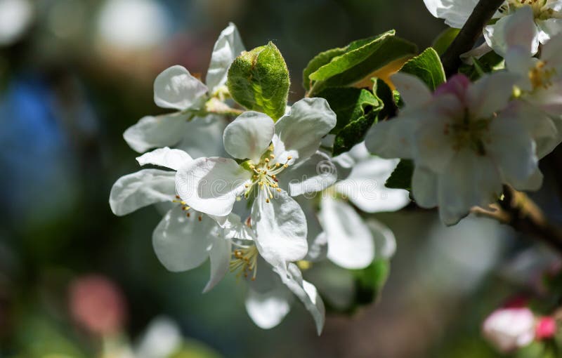 White Apple Blossoms in Spring. the Blurred Background of Nature Stock ...