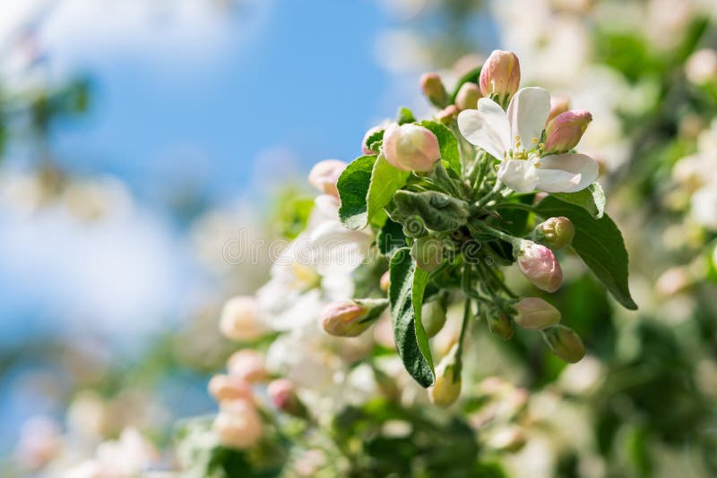 White Apple Flowers. Beautiful Flowering Apple Trees. Background with ...