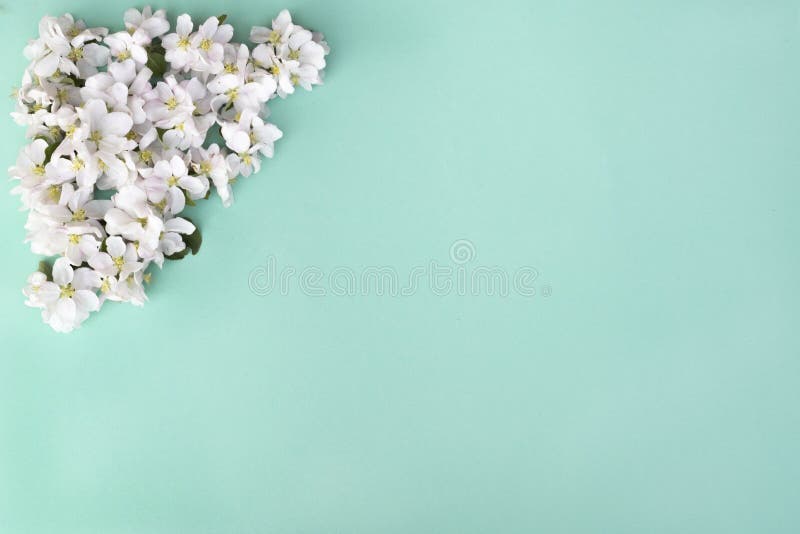 White Apple Flowers on Deep Colour Background Stock Image - Image of ...
