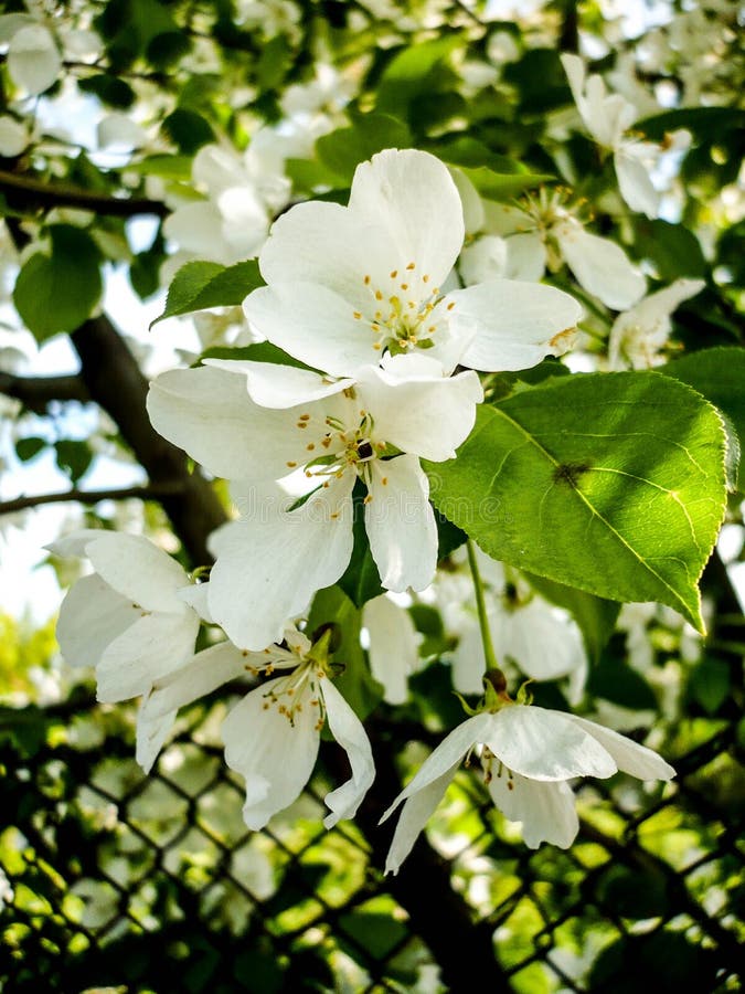 White apple tree stock photo. Image of blue, green, flower - 89745332