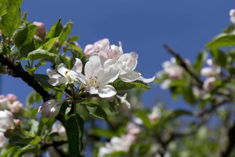 White Apple Tree Flower in Detail Stock Photo - Image of background ...