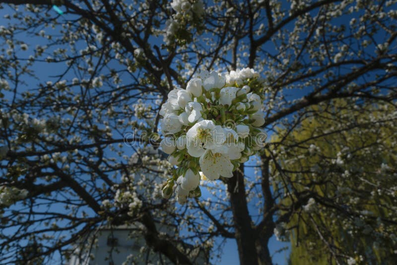 White Apple Tree Flower Group in Shadow Stock Image - Image of spring ...