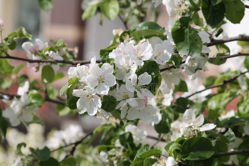 Apple Tree Leaves Damaged by Cacopsylla Mali Syn. Psylla Mali or Apple ...