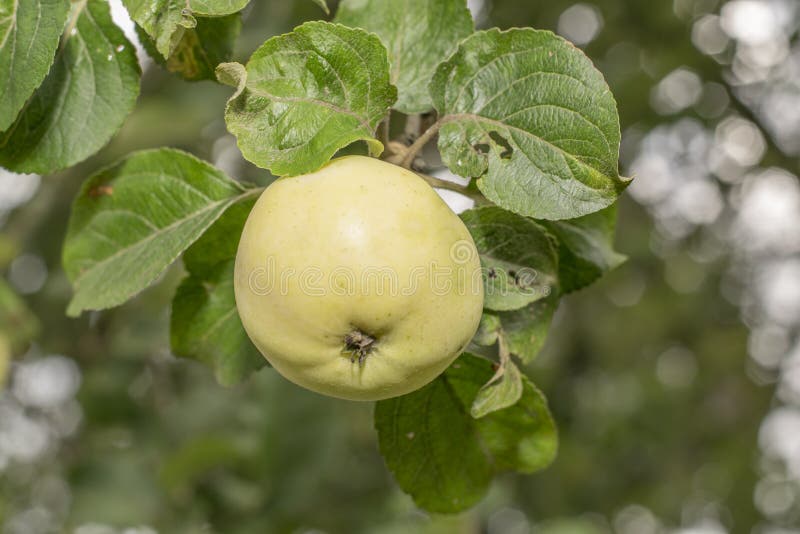 White apple on the tree stock photo. Image of nutritional - 59582772