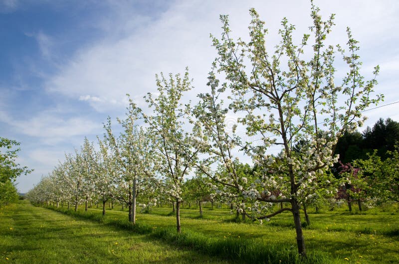 White Apple Trees in Bloom with Blue Sky Stock Photo - Image of ...