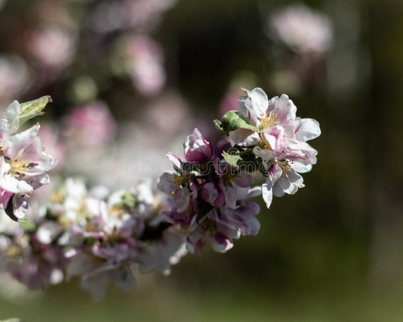 White Appletree Flowers Exploding Stock Image - Image of appletree ...