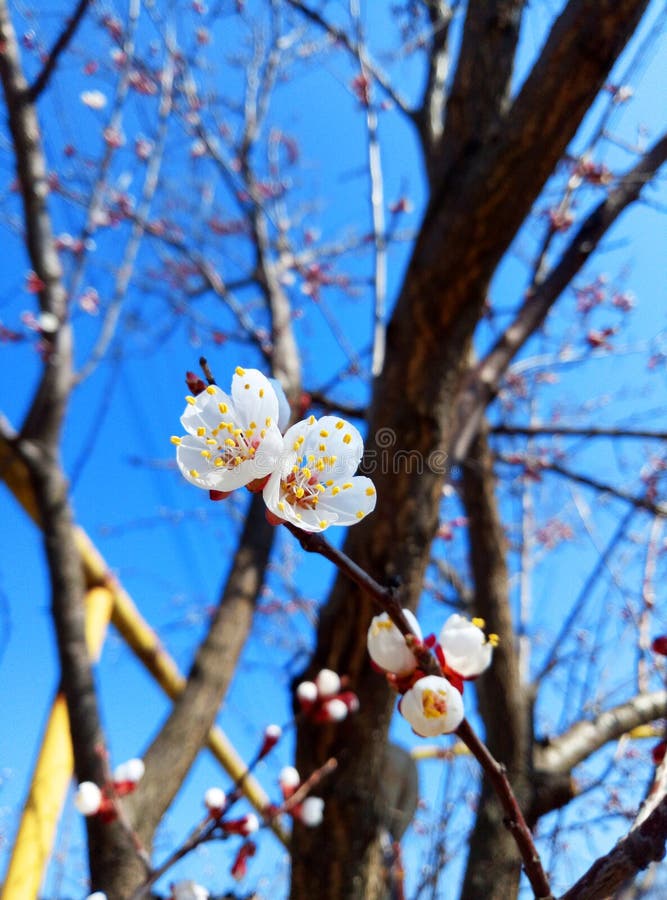 White Apricot Flowers. Beautiful Flowering Apricot Tree Stock Image ...