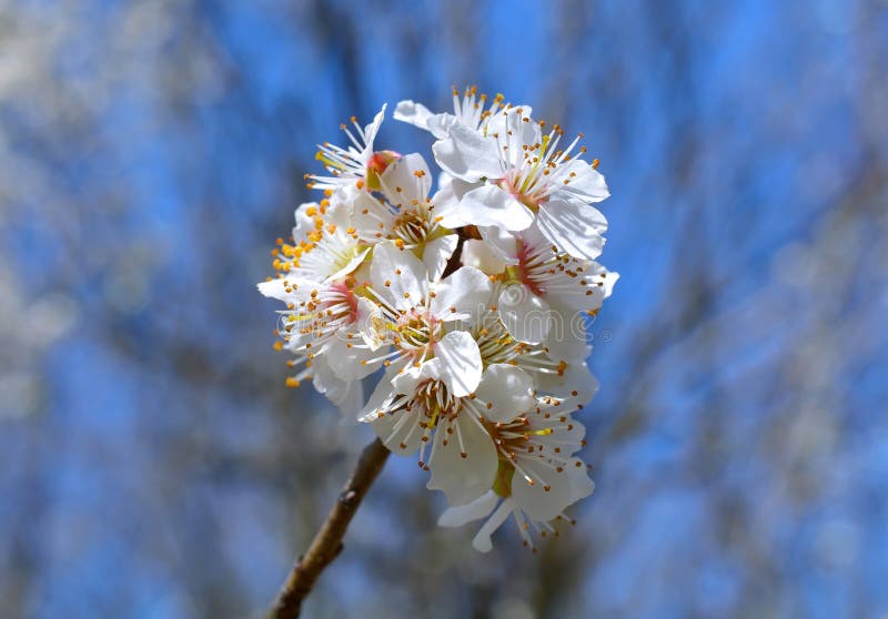 White and Apricot Persian Ragdoll Cat Lying Down Looking Up Stock Photo ...