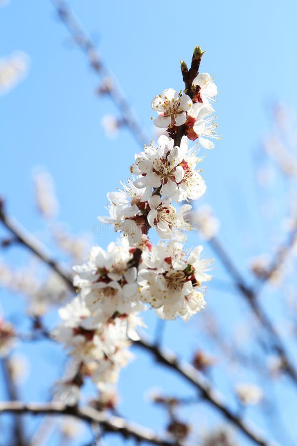 White apricot tree stock photo. Image of petal, beauty - 53372616