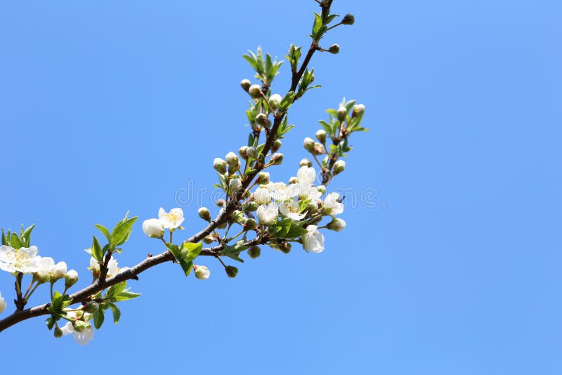 White apricot stock photo. Image of life, branch, natural - 54064626