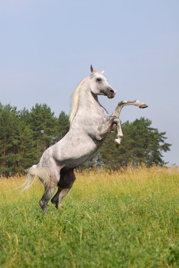White Arabian Horse Rearing