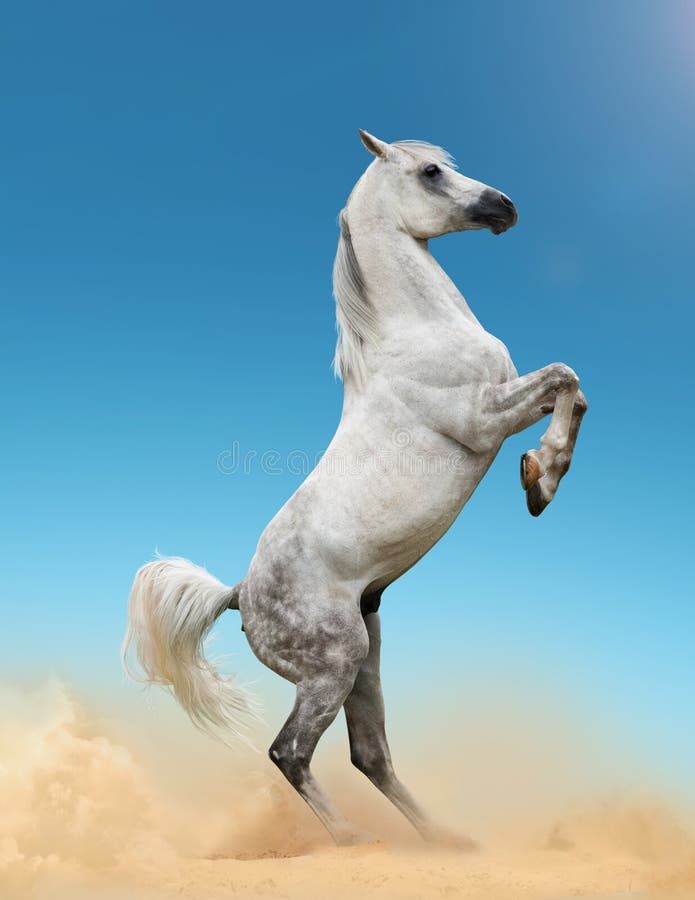 Rearing stallion stock image. Image of dance, animal - 12590627