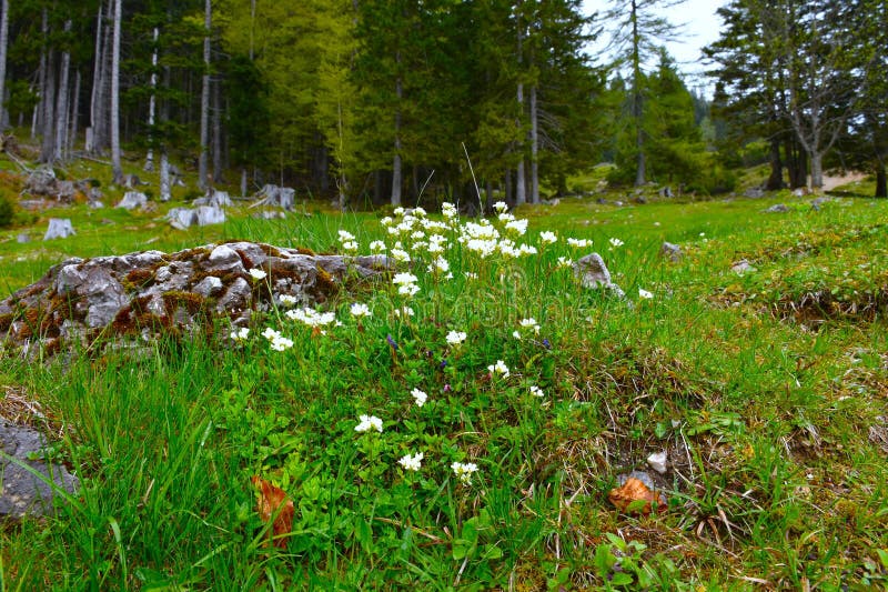 White Arabidopsis Halleri Flowers Stock Photo - Image of halleri ...