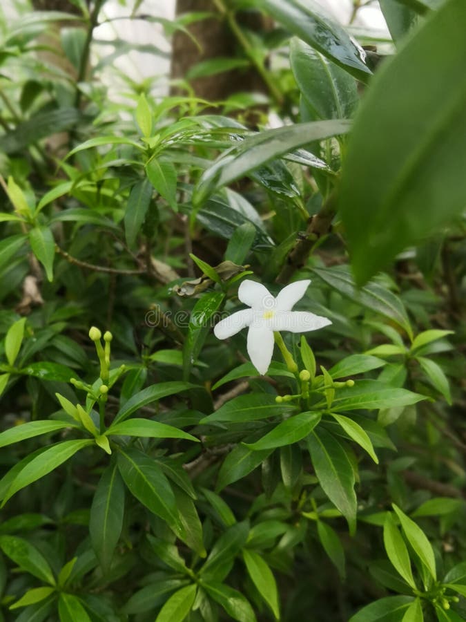 Sri Lanka: Araliya Flower, Temple Tree in the Water Stock Image - Image ...