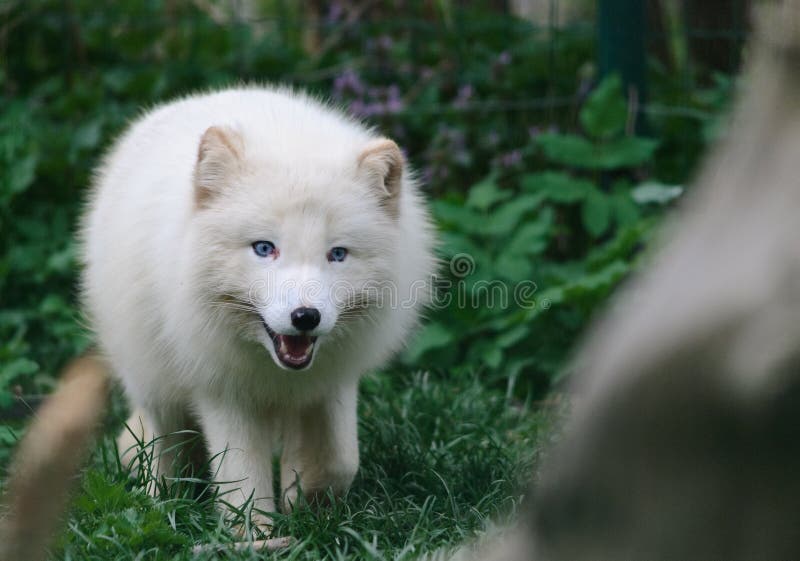 White Arctic Wolf stock photo. Image of canine, resting - 14958358