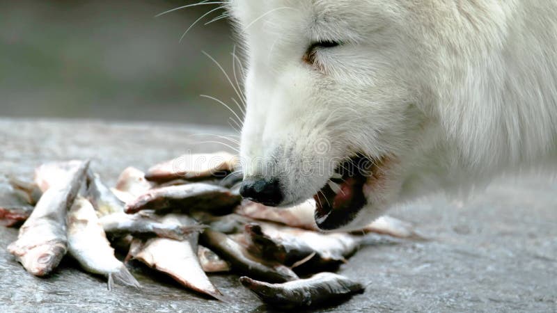 White Arctic Fox Eating Fish from a Rock Stock Video - Video of mammal ...