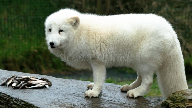Arctic Fox eating stock photo. Image of eating, colors - 19200496