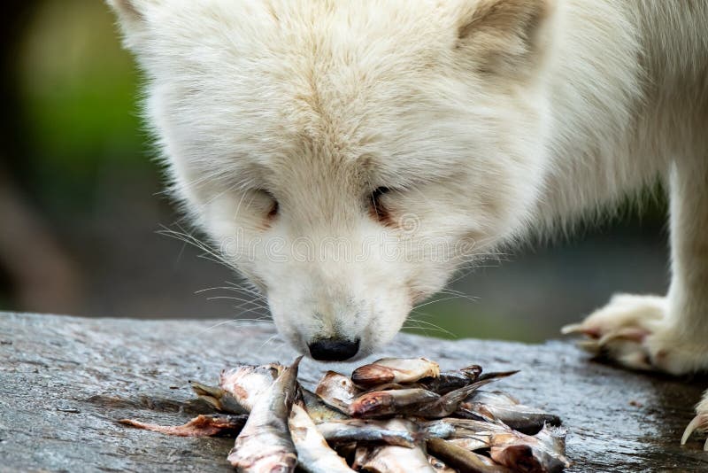 White Arctic Fox Eating Fish from a Stone Stock Photo - Image of ...