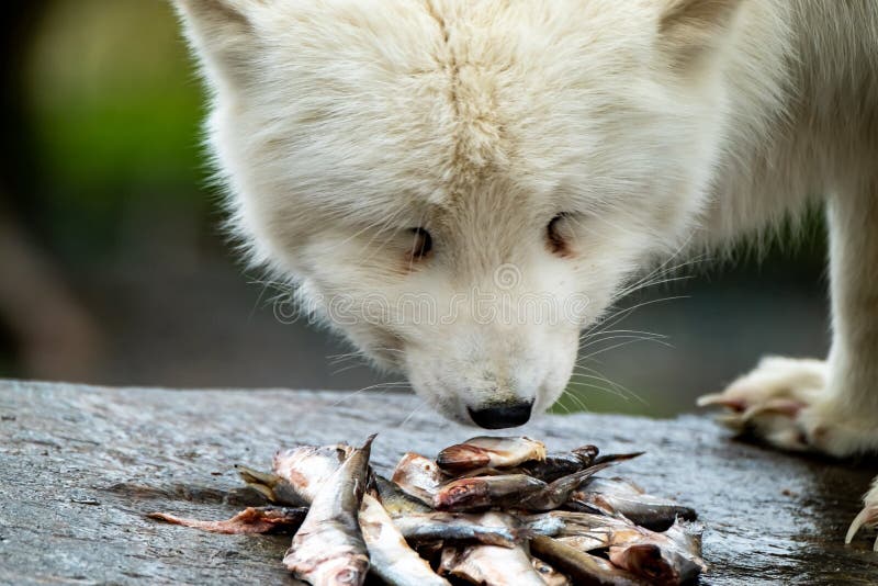 White Arctic Fox Eating Fish from a Stone Stock Photo - Image of ...
