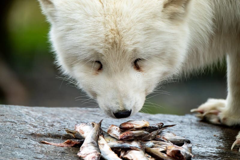 White Arctic Fox Eating Fish from a Stone Stock Photo - Image of ...