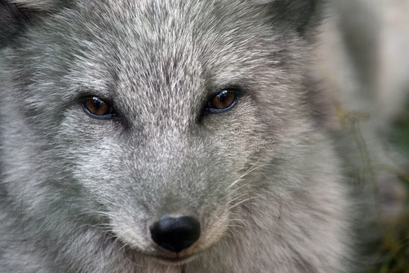 White Arctic Fox Head Close Up Portrait Stock Photo - Image of face ...
