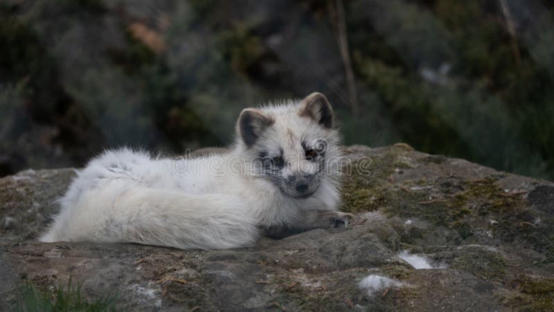 White Arctic Fox Perched on a Rocky Surface, Looking into the Horizon ...