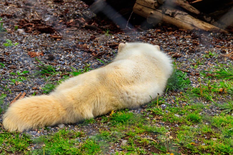 White Arctic Fox Resting in Grass at the Zoo Stock Photo - Image of ...