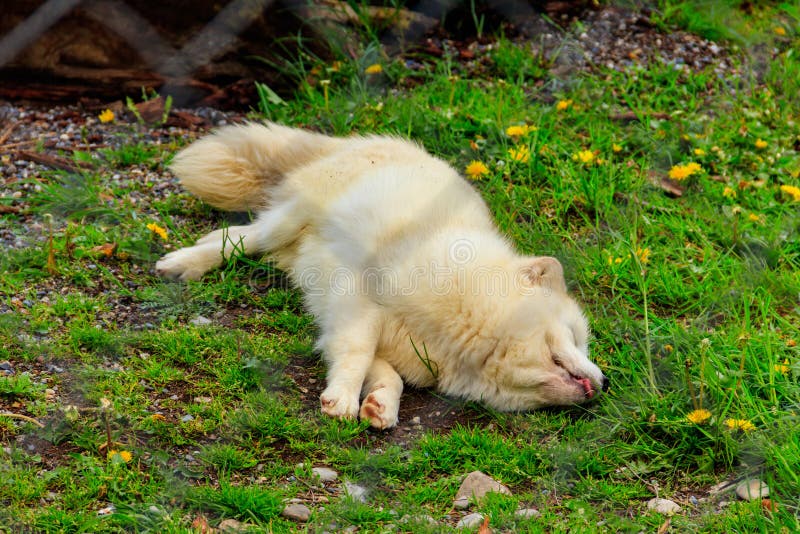 White Arctic Fox Resting in Grass at the Zoo Stock Image - Image of ...