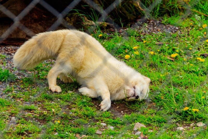 White Arctic Fox Resting in the Grass at Zoo Stock Photo - Image of ...