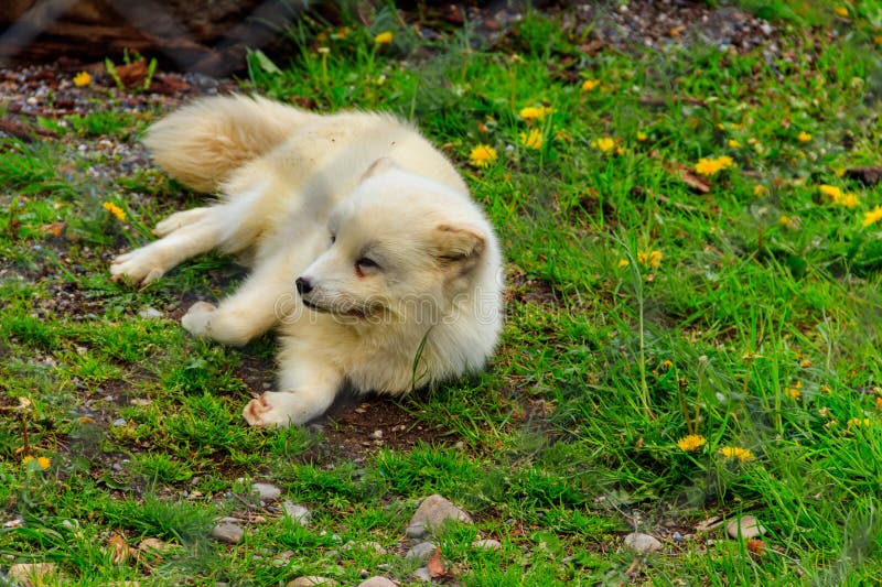 White Arctic Fox Resting in the Grass at Zoo Stock Photo - Image of ...