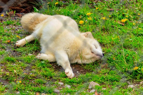 White Arctic Fox Resting in Grass at the Zoo Stock Photo - Image of ...