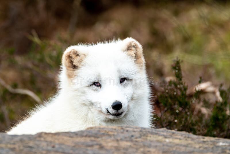 White Arctic Fox Resting in the Wilderness Stock Photo - Image of ...