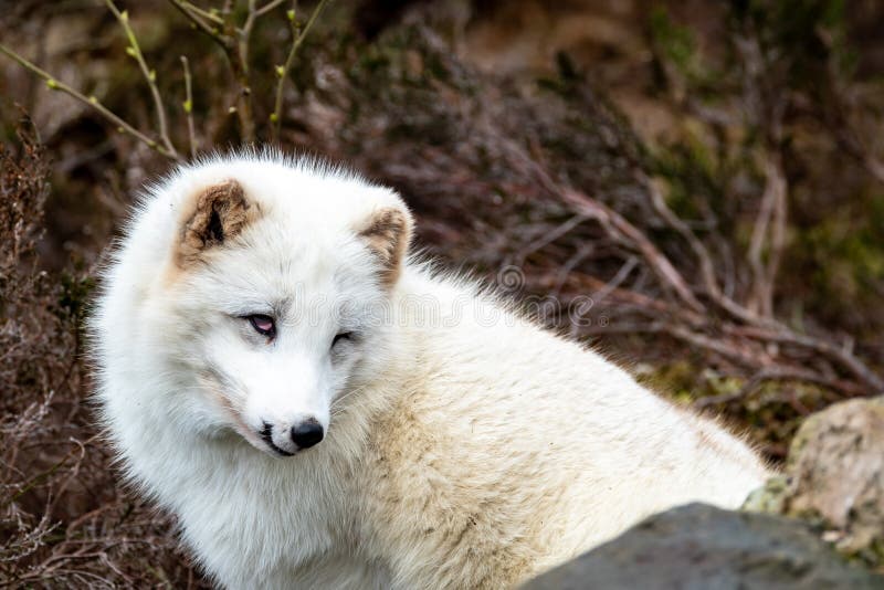 White Arctic Fox Resting in the Wilderness Stock Photo - Image of ...