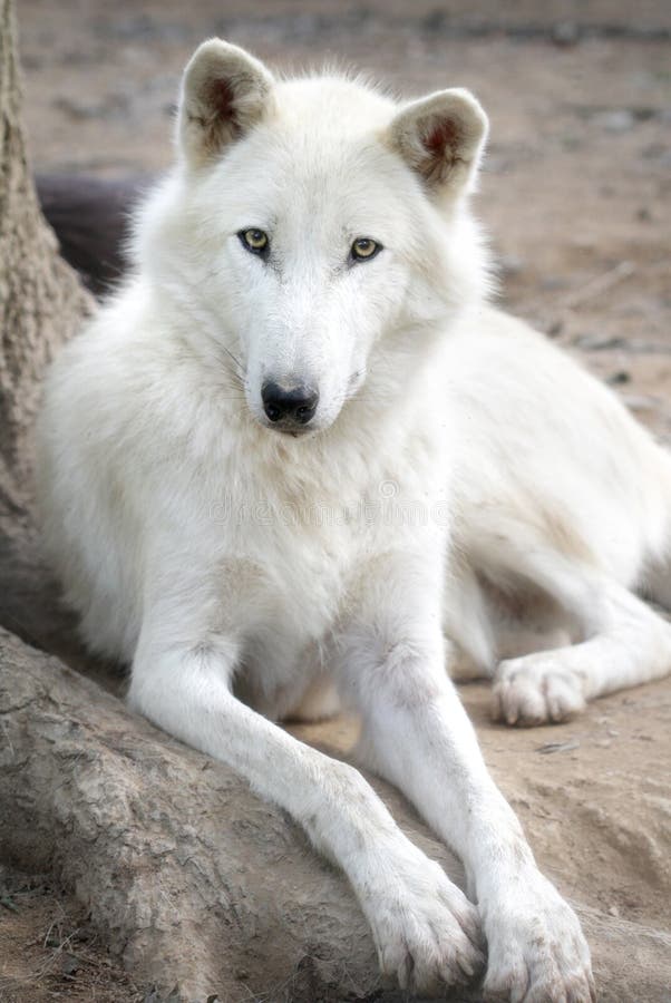 White Arctic Wolf stock photo. Image of canine, resting - 14958358
