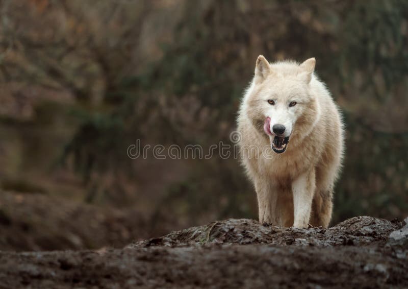 White Arctic Wolf Covered in Mud in a Zoo Stock Photo - Image of chilly ...