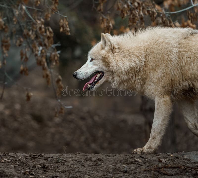 White Arctic Wolf Covered in Mud in a Zoo Stock Image - Image of soft ...